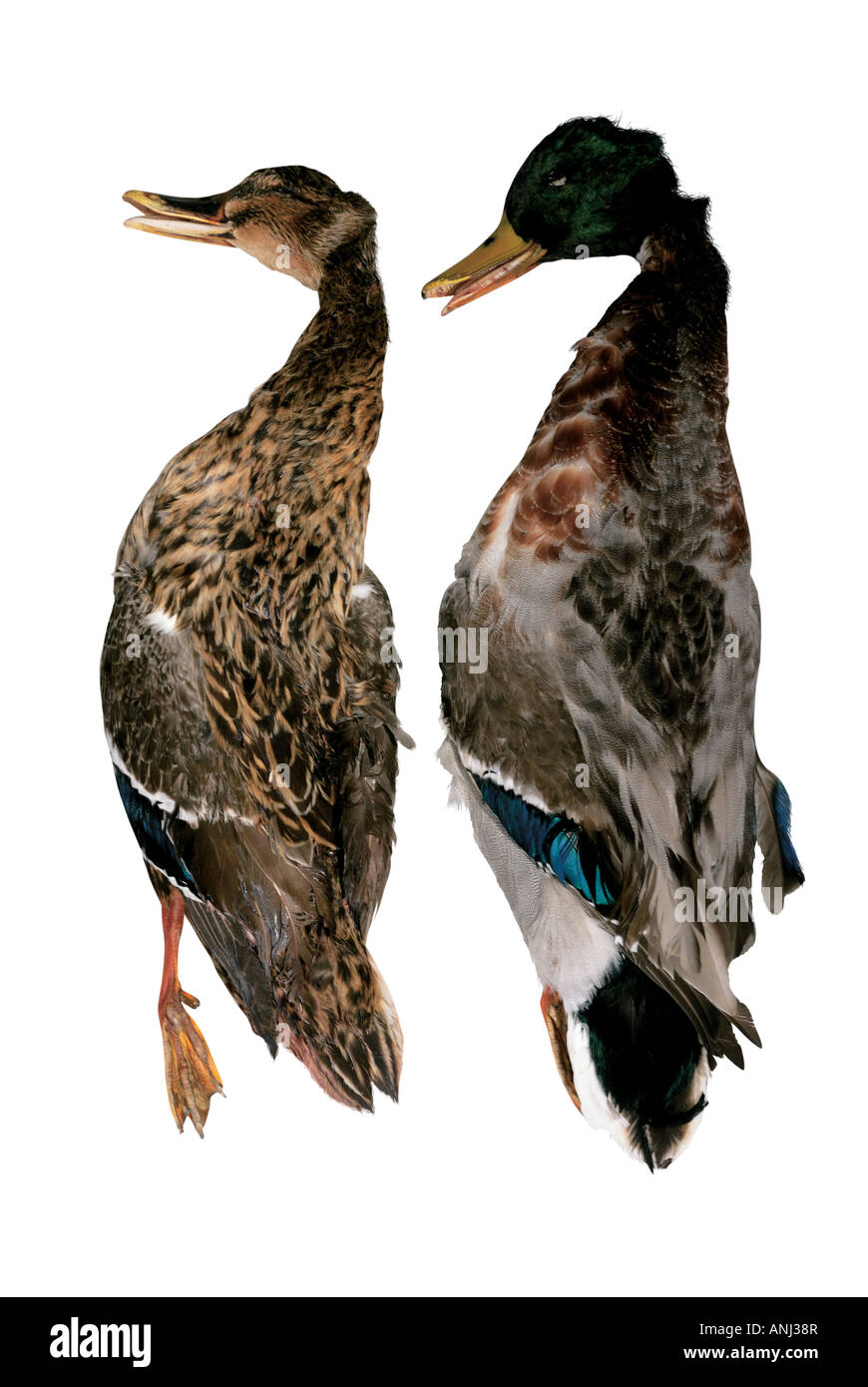 Drake duck detail cut out Stock Photo - Alamy