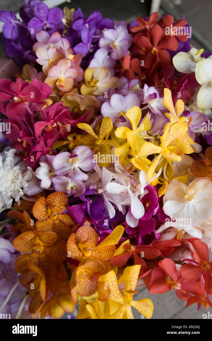 Ton lamyai hi-res stock photography and images - Alamy