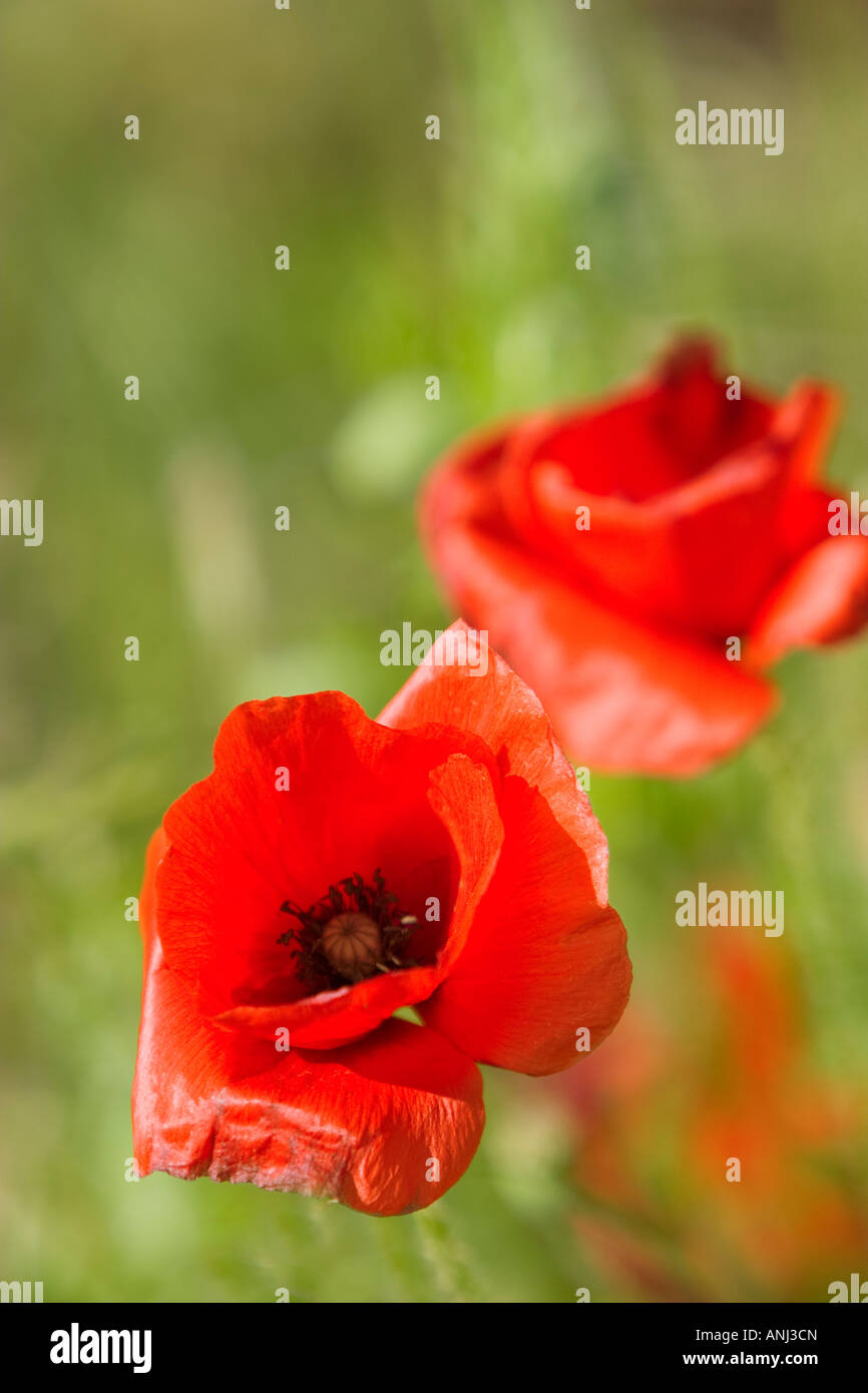 close up of two red corn poppies blowing in a July breeze Stock Photo ...