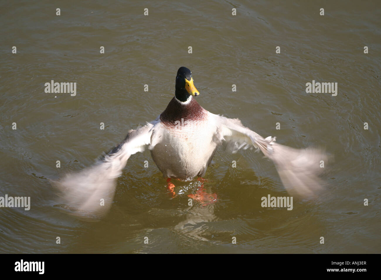 Wings waving hi-res stock photography and images - Alamy