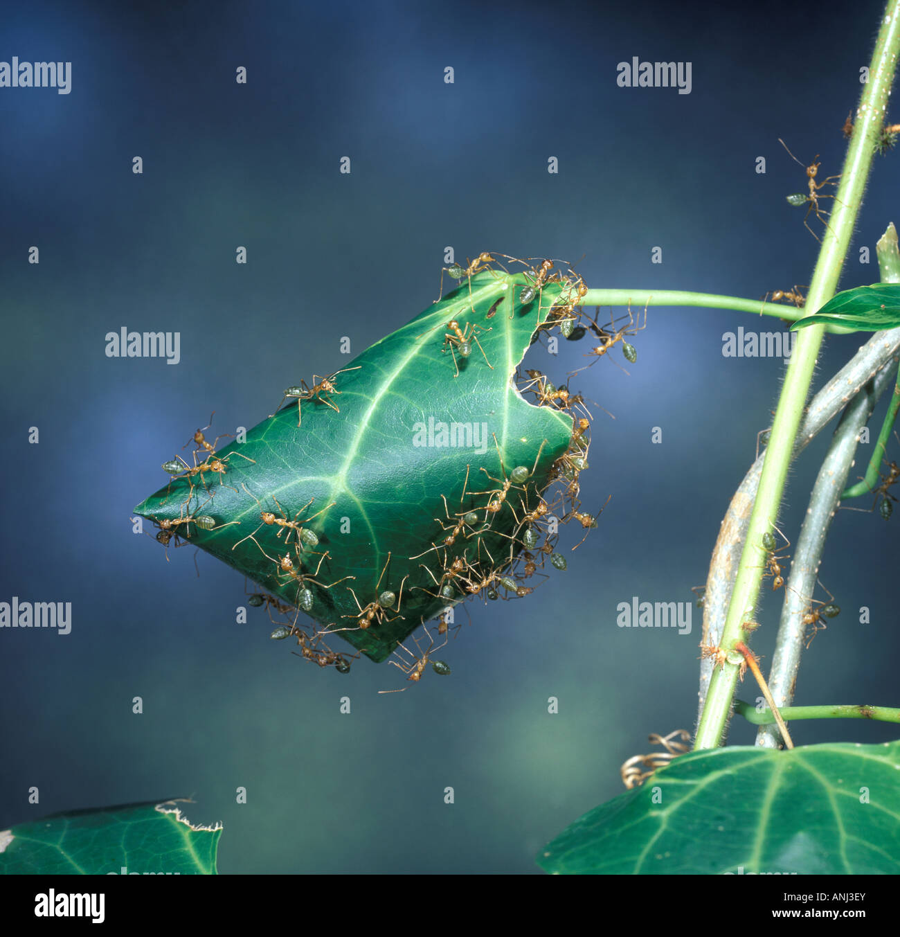Green tree ant Stock Photo - Alamy