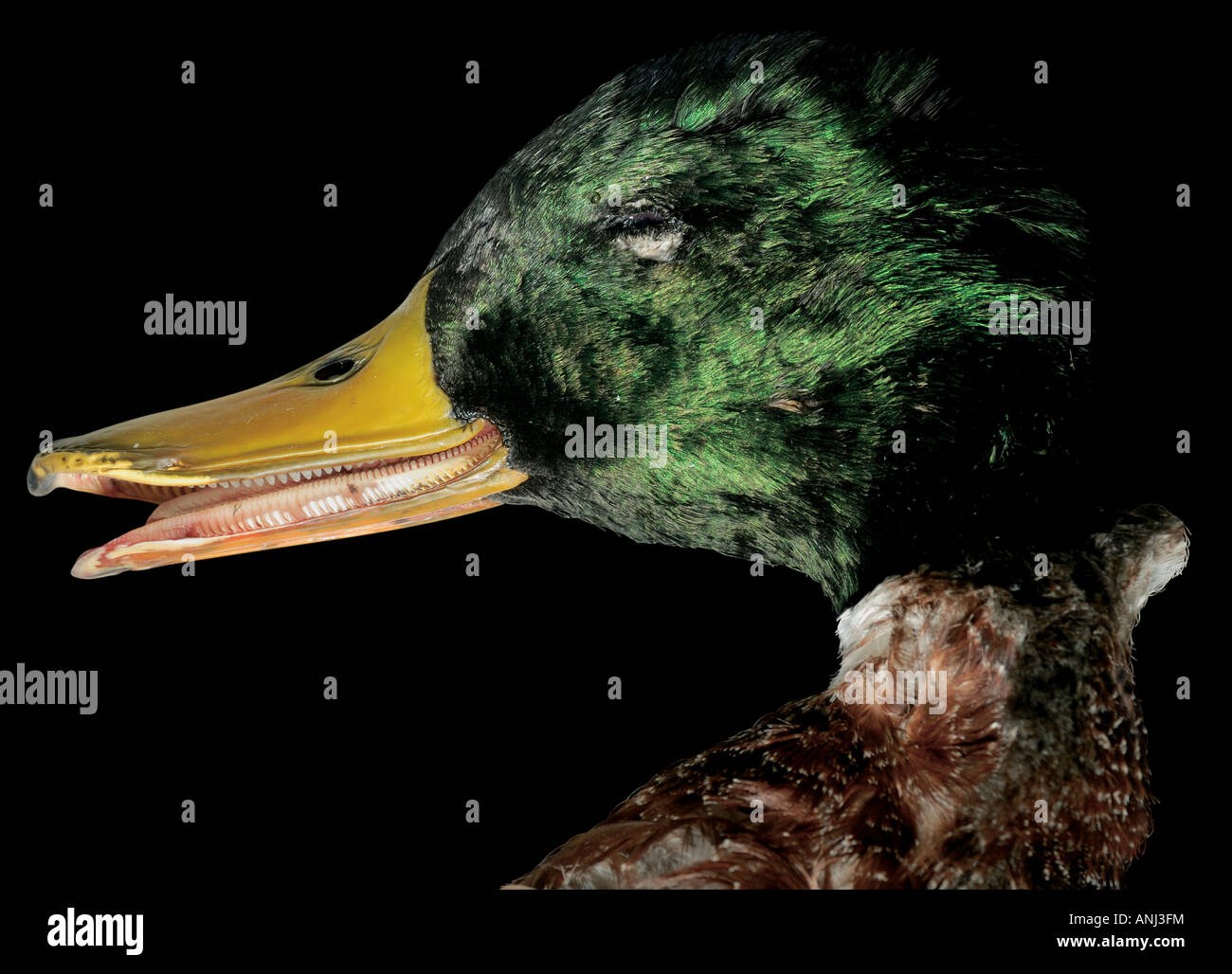 Drake duck detail cut out Stock Photo - Alamy