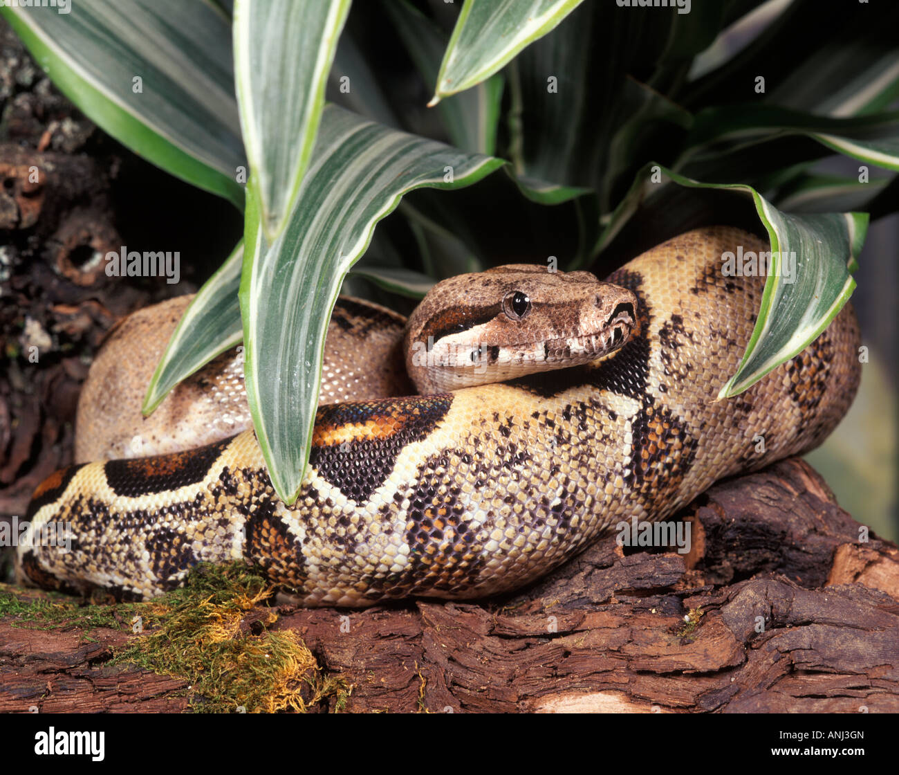 1352926 snake boa constrictor curled up snake hi-res stock photography ...