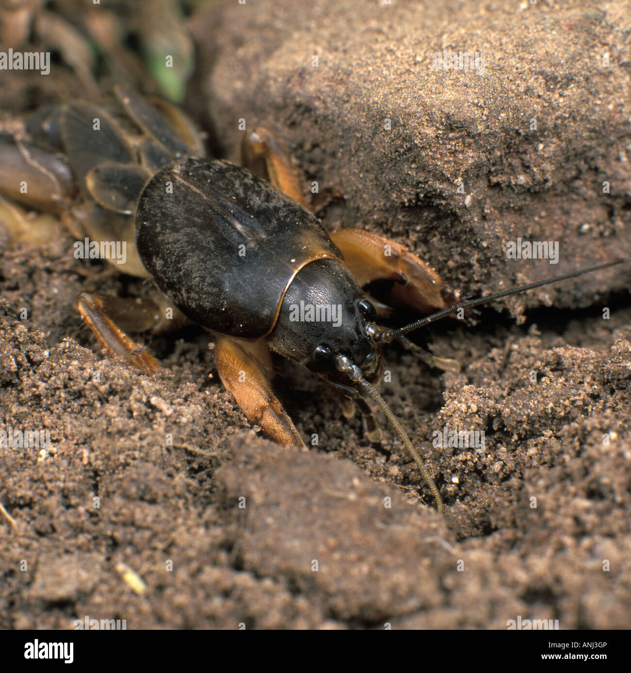 Mole cricket cricket on ground hi-res stock photography and images - Alamy
