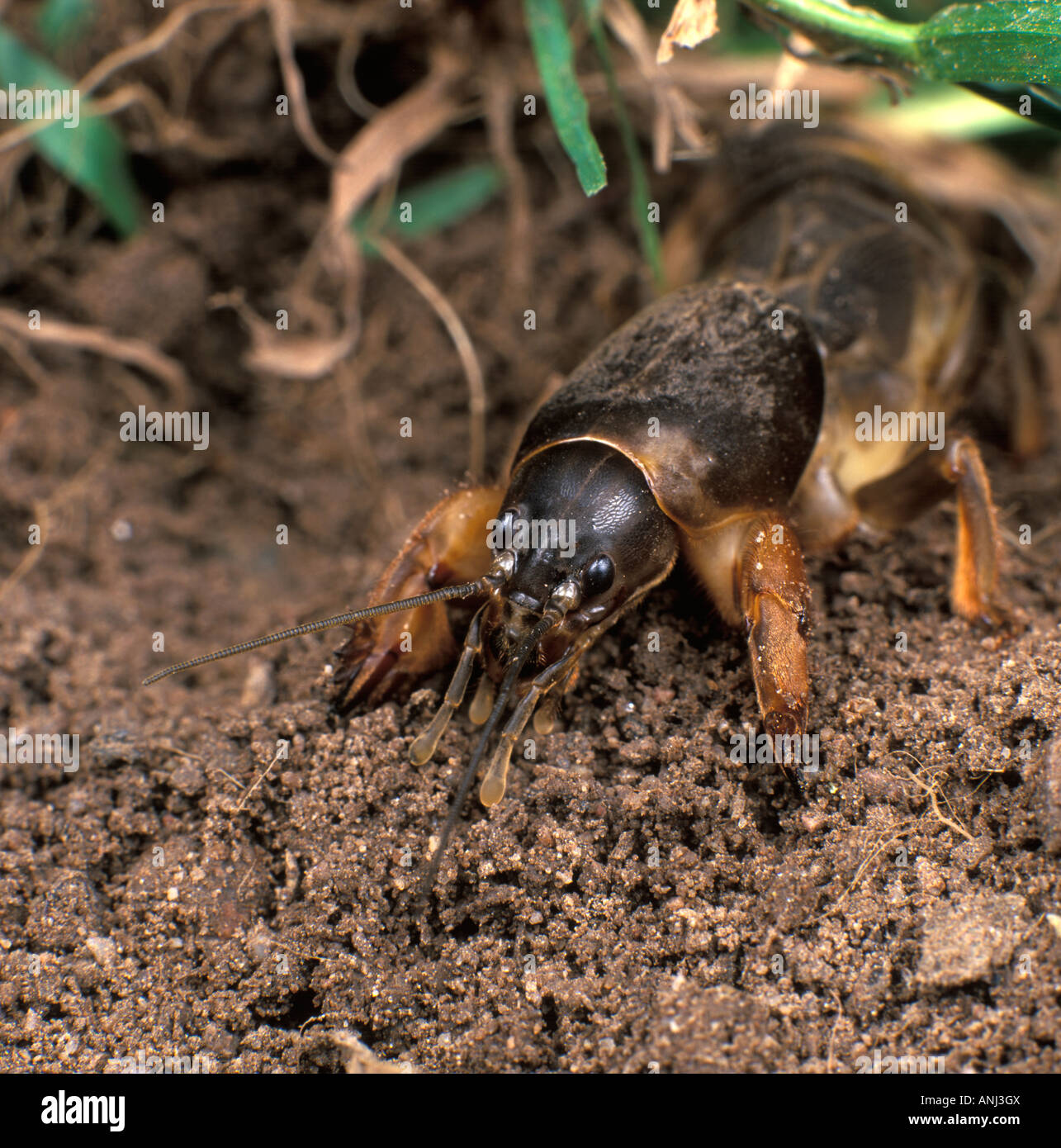 1369994 cricket mole cricket cricket on ground hi-res stock photography ...