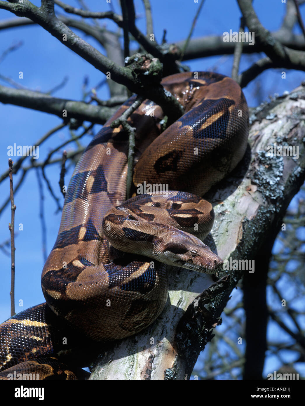 Boa constrictor snake in tree Stock Photo - Alamy