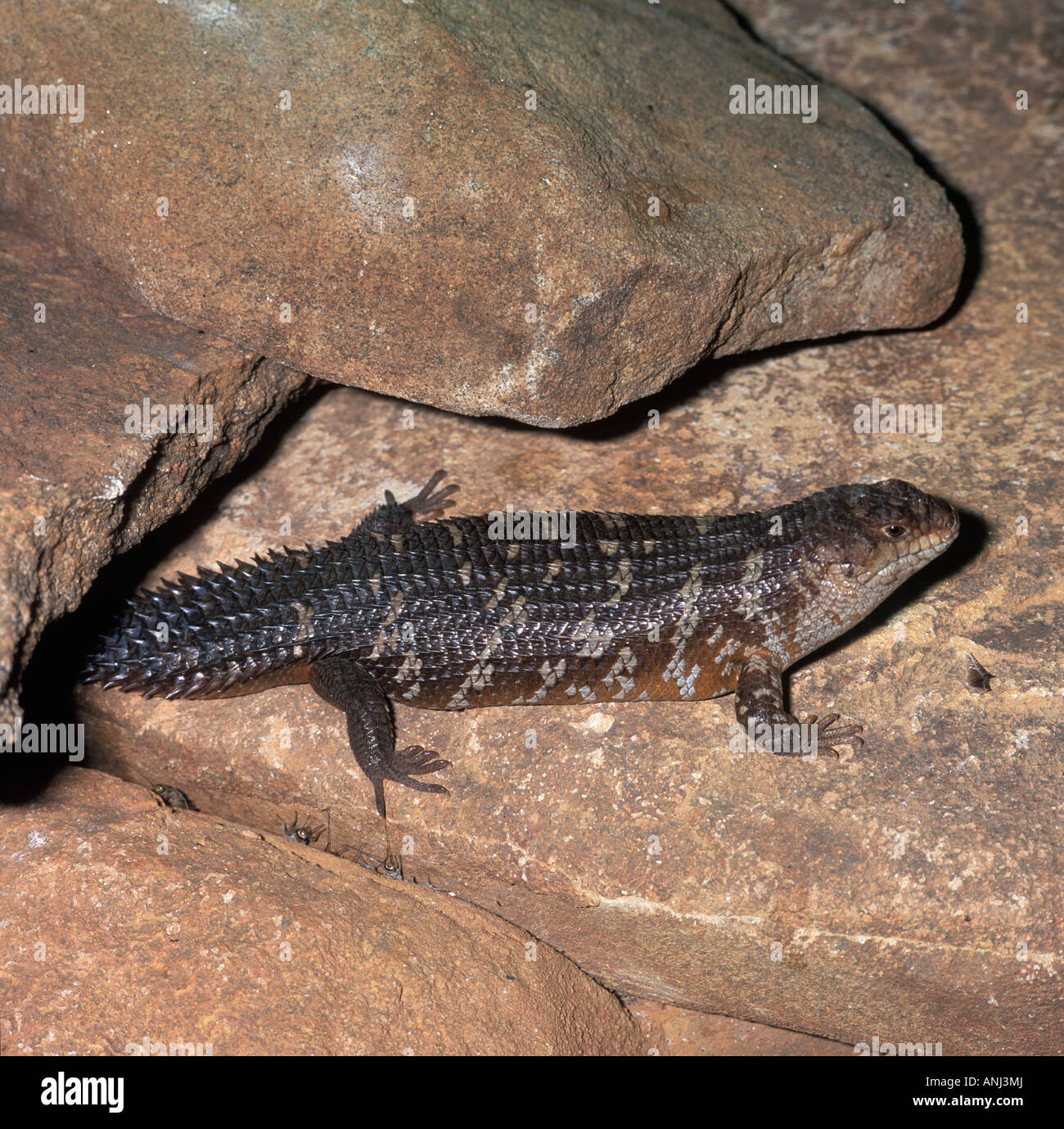Western spiney tailed skink Stock Photo - Alamy