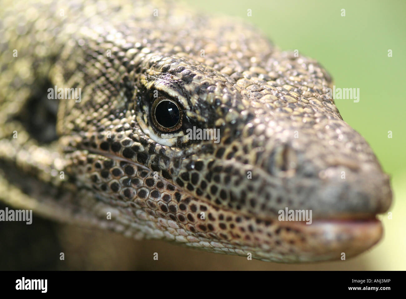 mangrove monitor lizard Stock Photo - Alamy