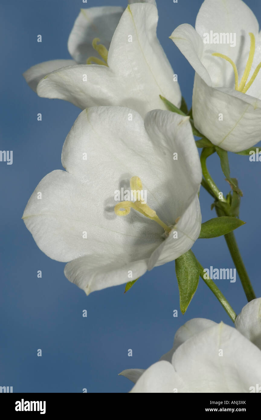 White canterbury bells, campanula Stock Photo - Alamy