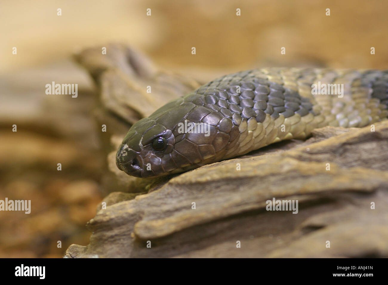 Snouted cobra hi-res stock photography and images - Alamy