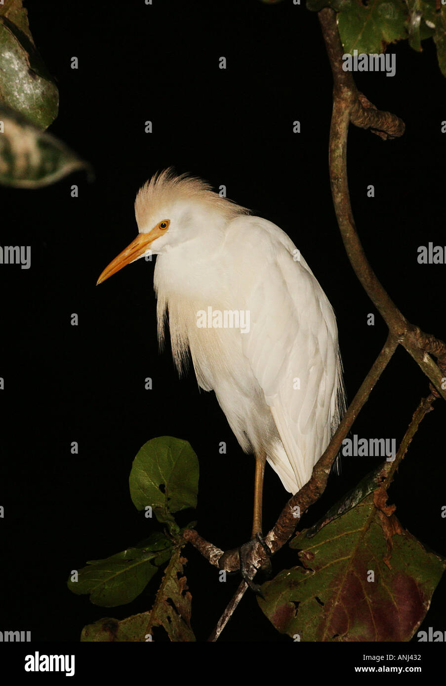 Cattle egret at night time roost Ghana Stock Photo - Alamy