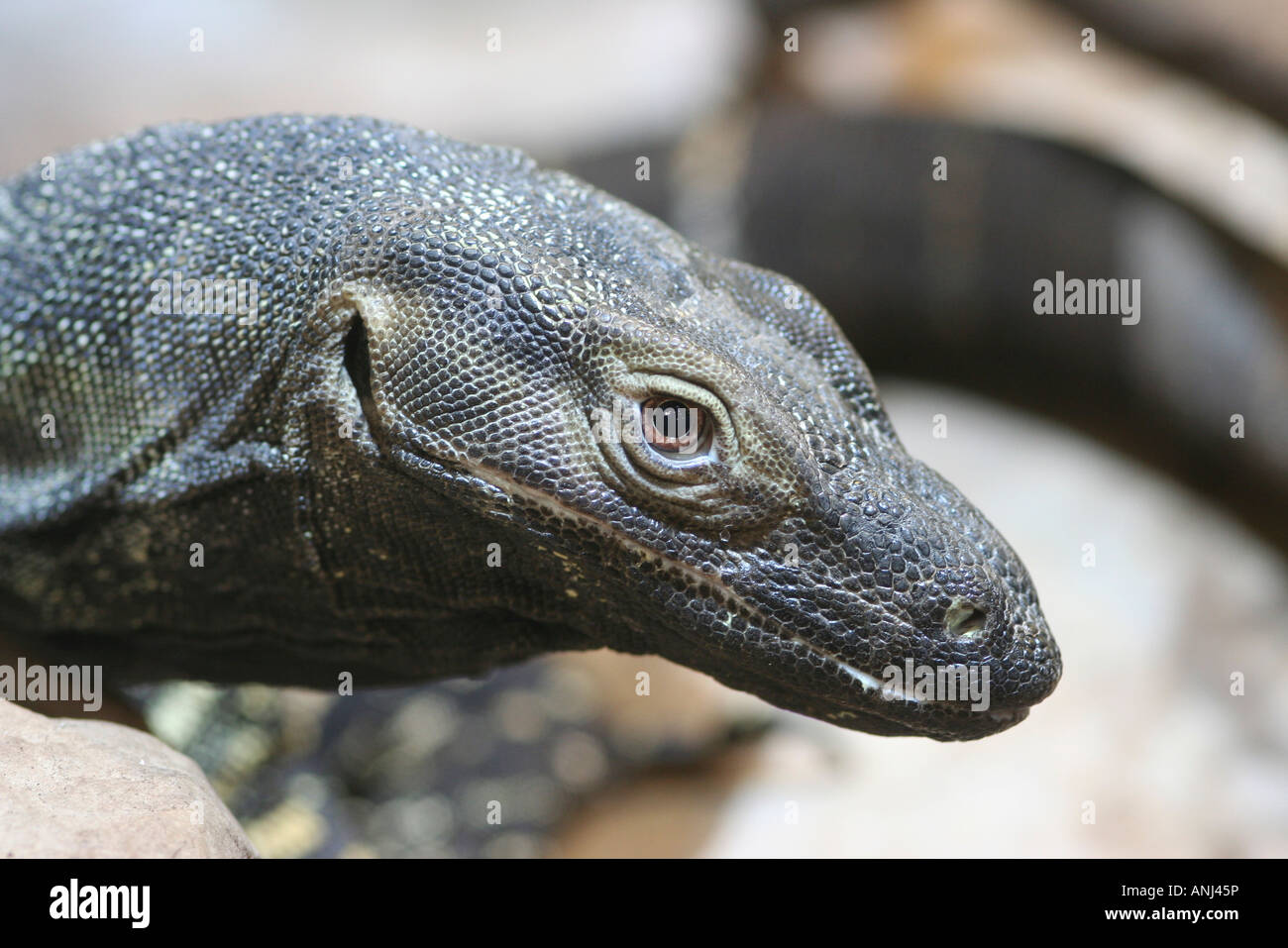 goanna lace monitor lizard Stock Photo - Alamy