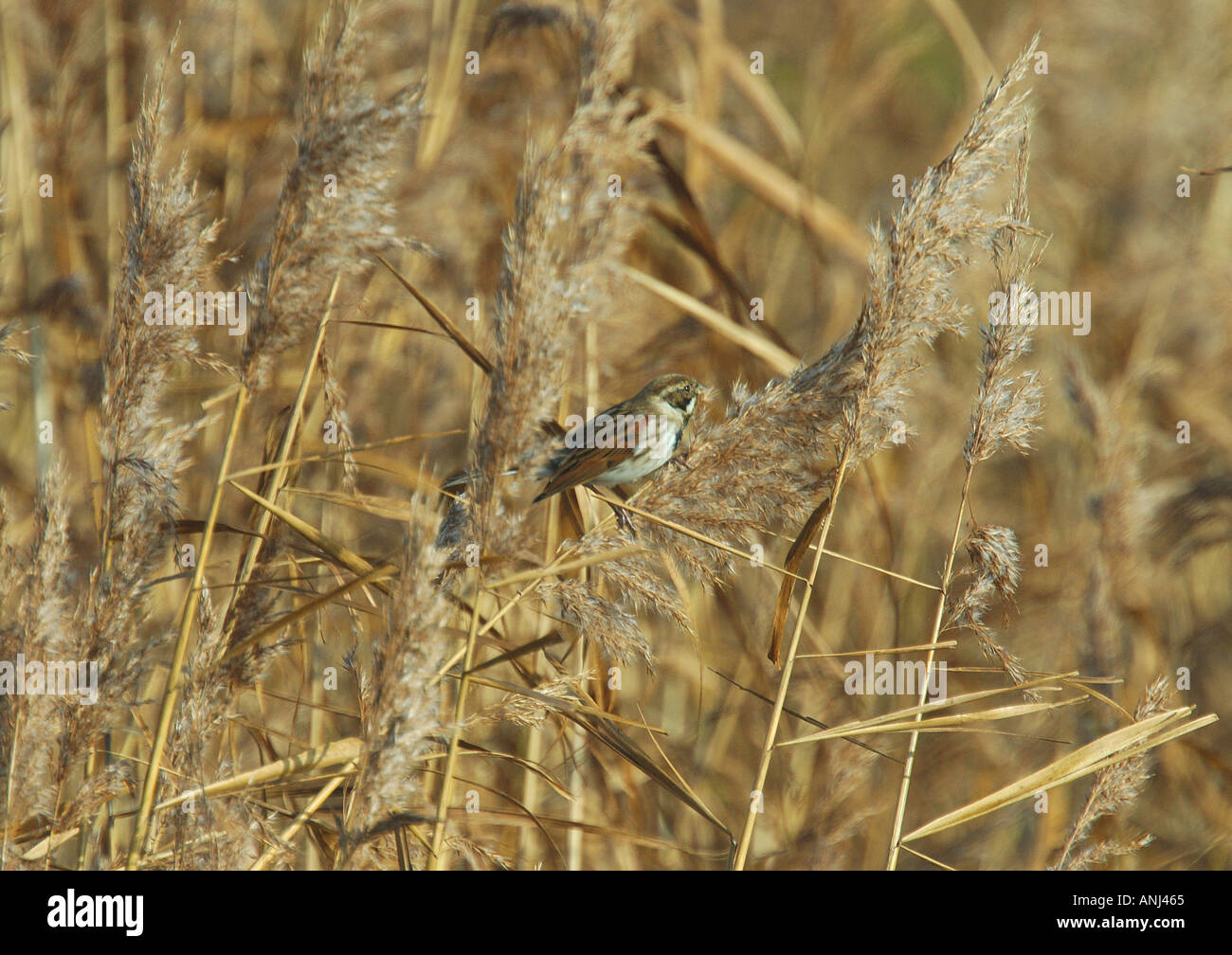 Cliff finch hi-res stock photography and images - Alamy