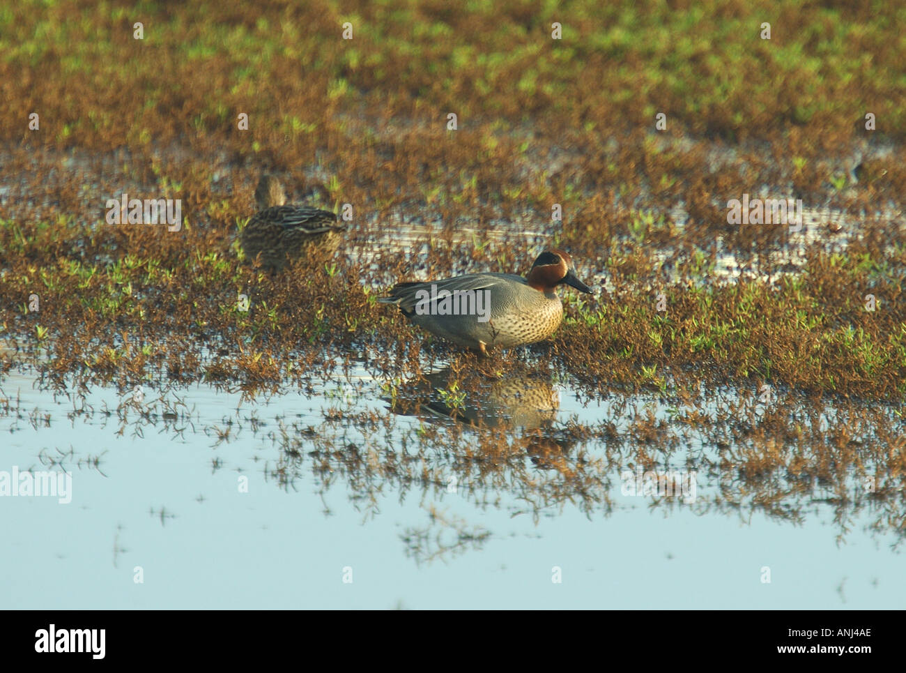 Teal Feeding Flock High Resolution Stock Photography and Images - Alamy