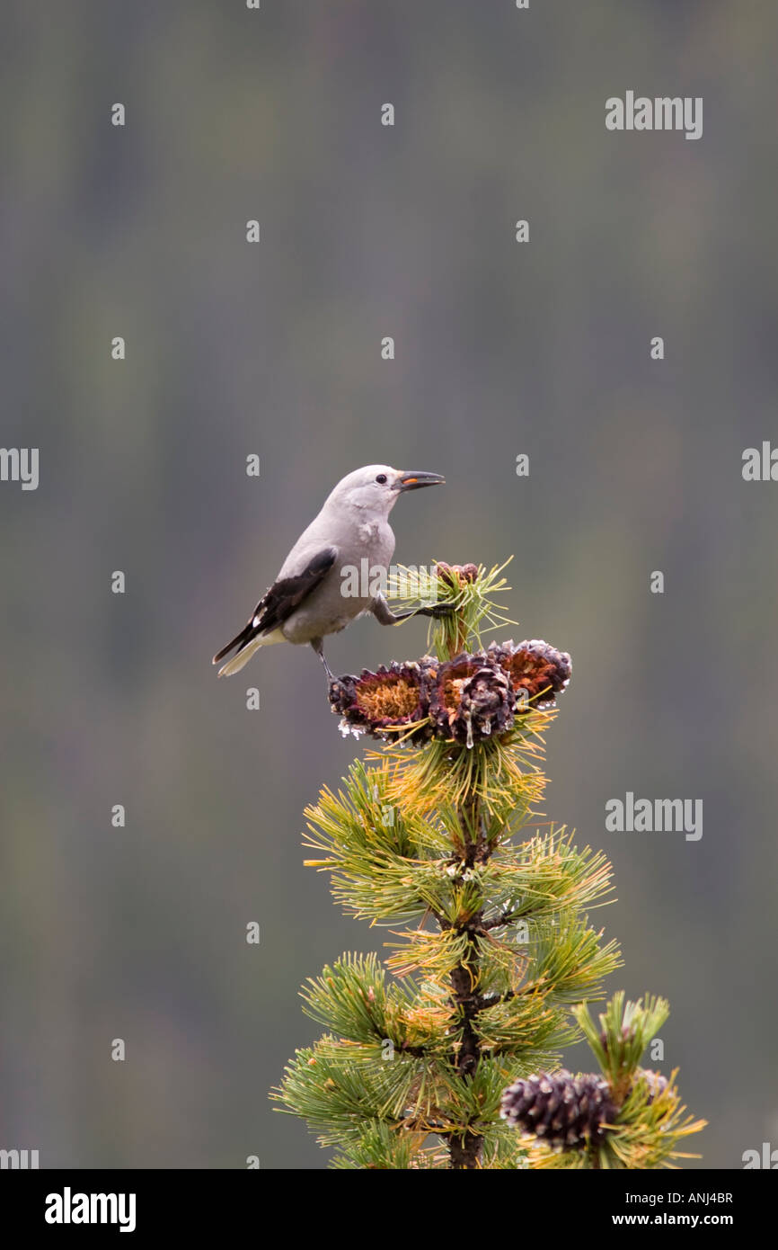 A clarks nutcracker on a pine tree in North America Stock Photo - Alamy