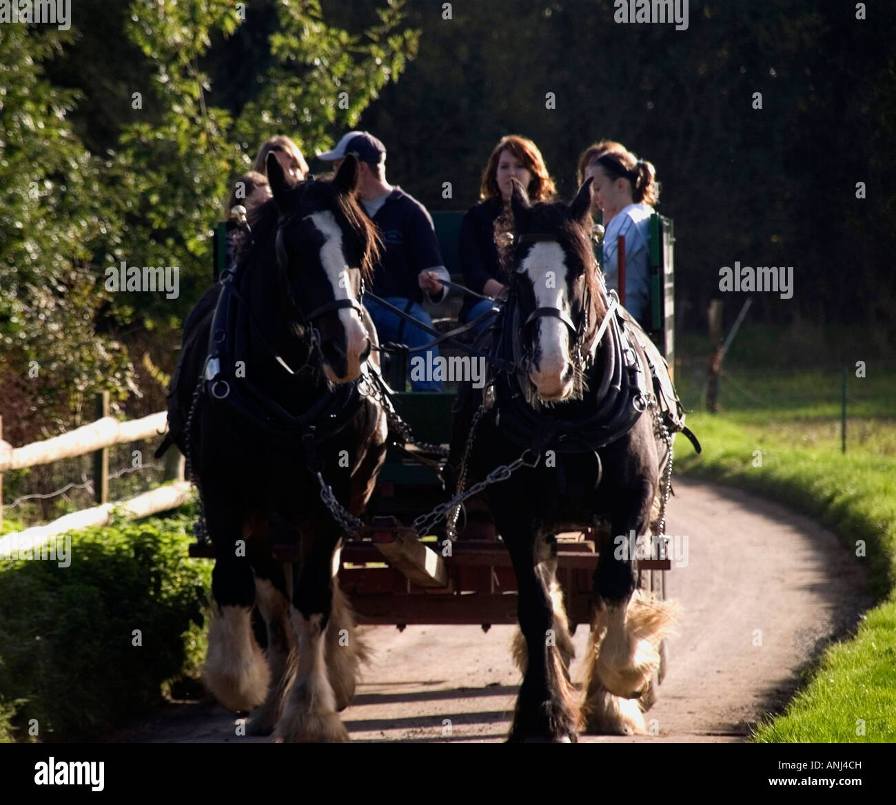 shire horses pulling cart in harness pair workhorses Stock Photo - Alamy