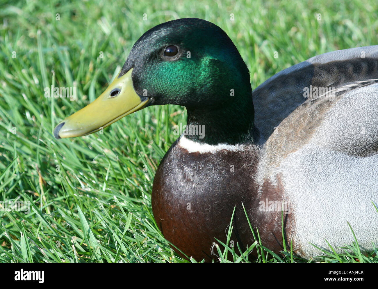 Male Mallard Duck Stock Photo - Alamy