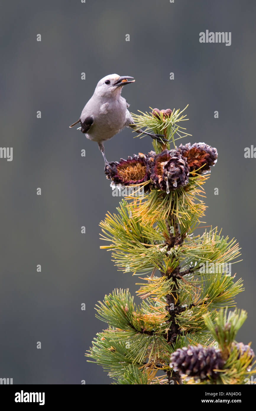 A clarks Nutcracker Stock Photo - Alamy