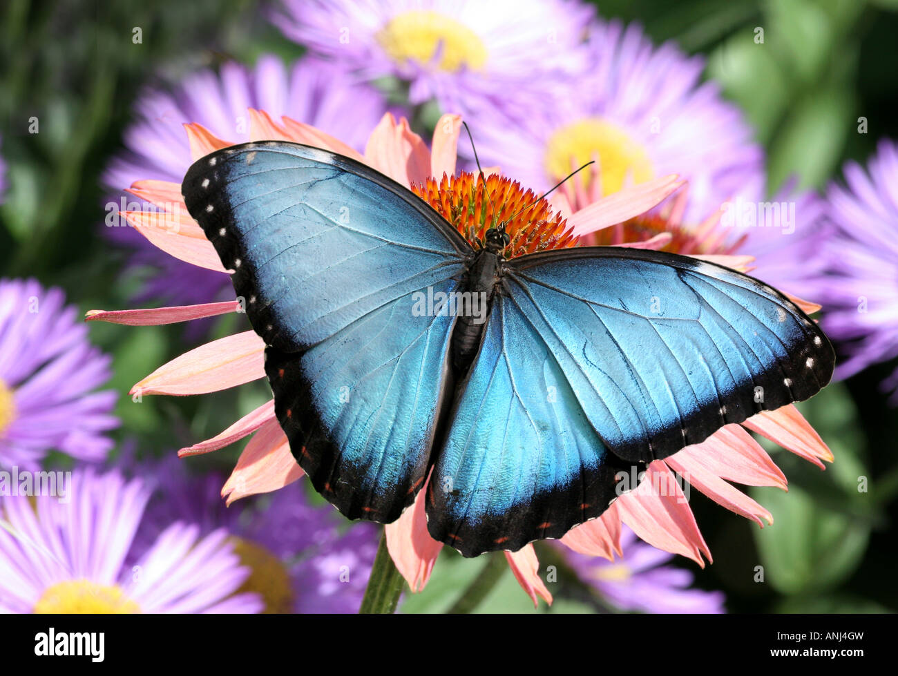 Bullerfly hi-res stock photography and images - Alamy