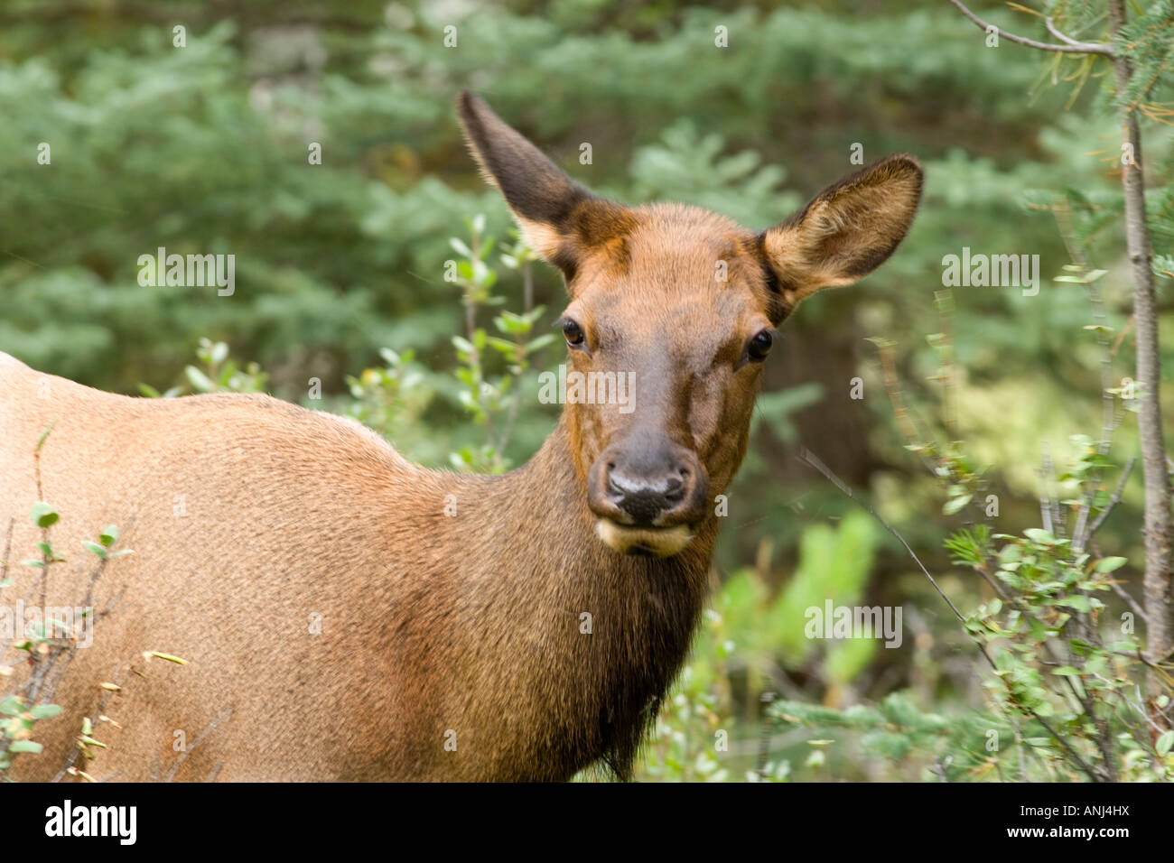A female Elk Stock Photo - Alamy