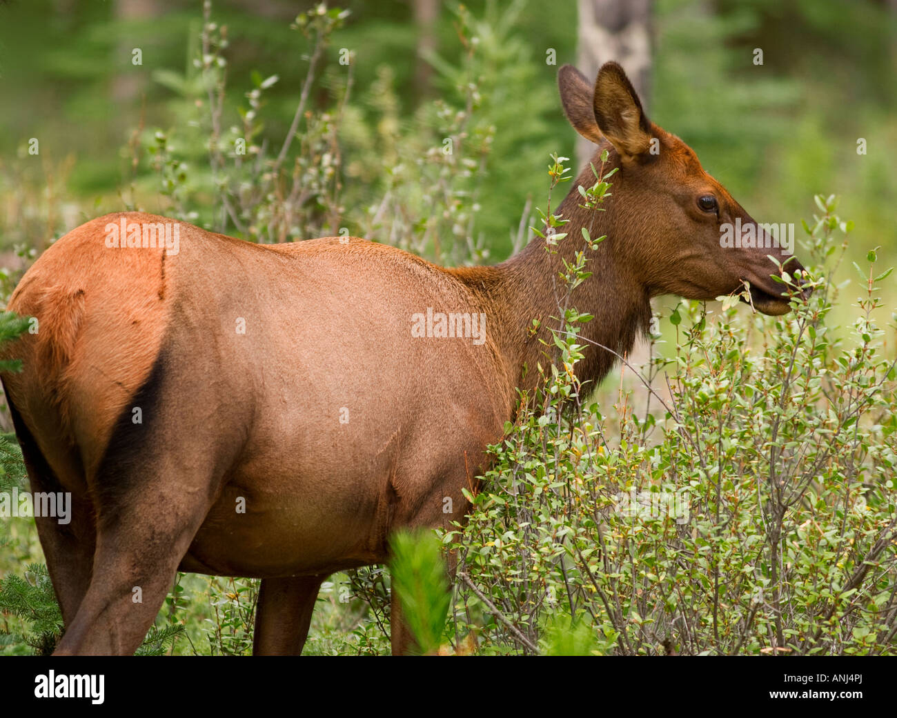 A female hind Elk in woodland in north America Stock Photo - Alamy