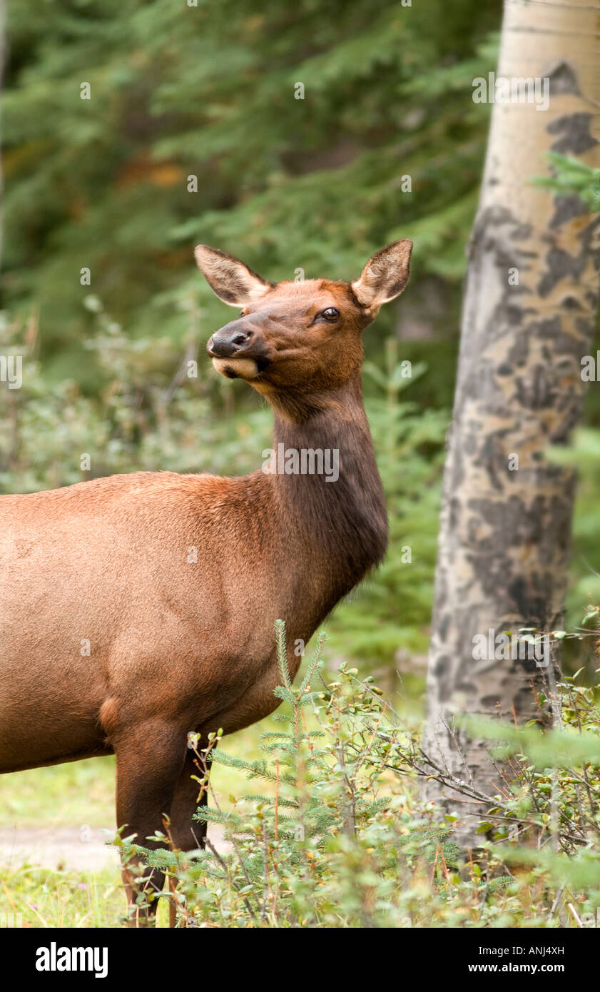 A female Elk Stock Photo - Alamy