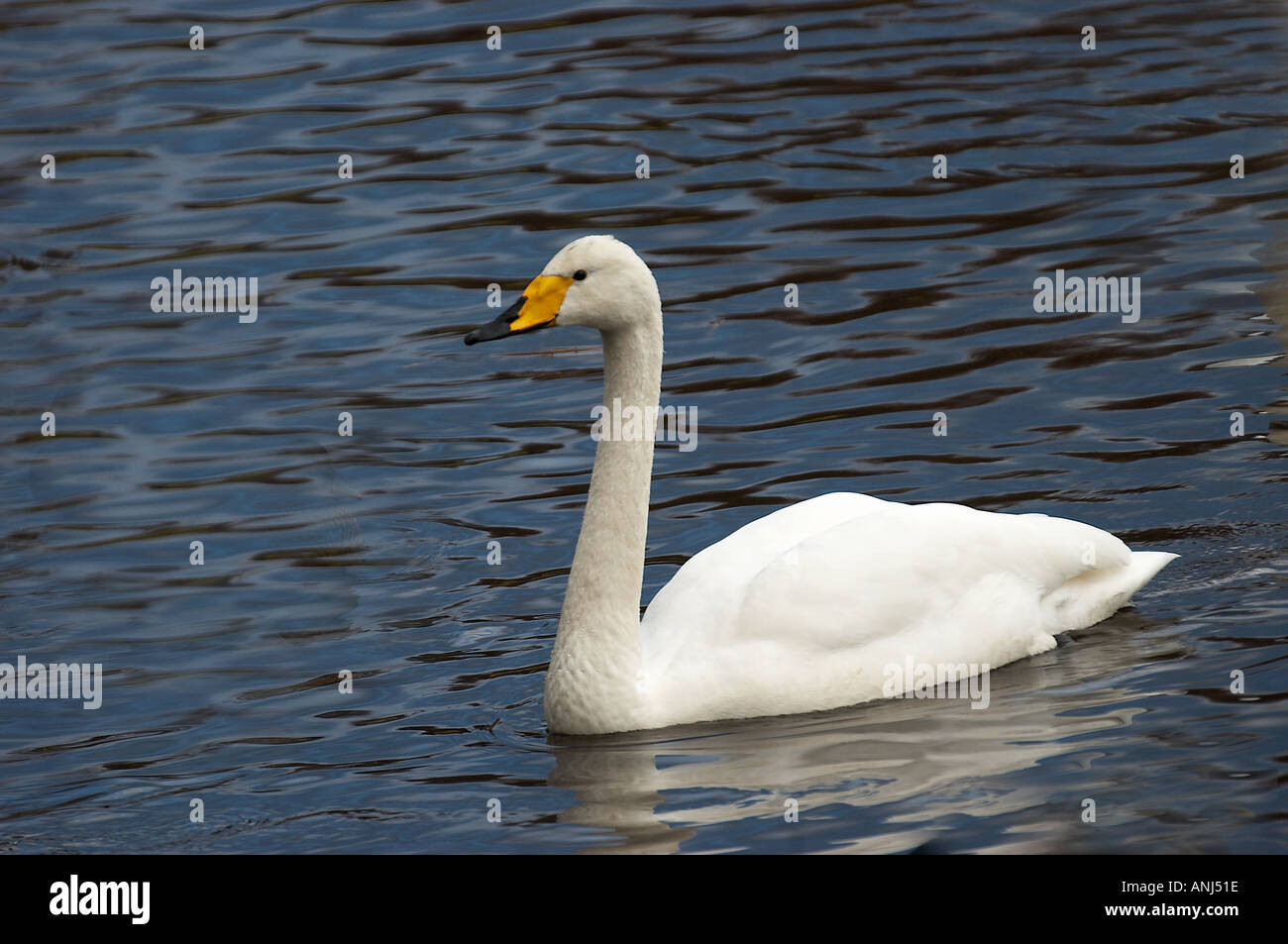 Landscape format whooper swan hi-res stock photography and images - Alamy
