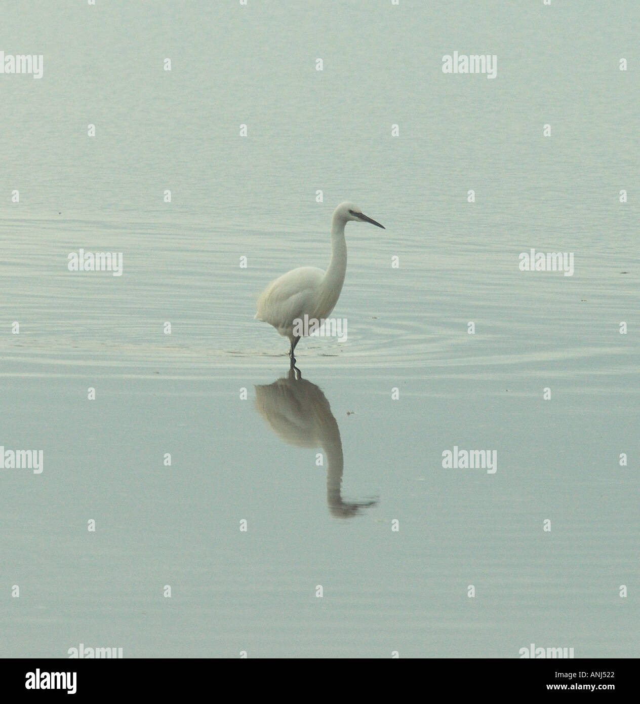 Little egret nest hi-res stock photography and images - Alamy