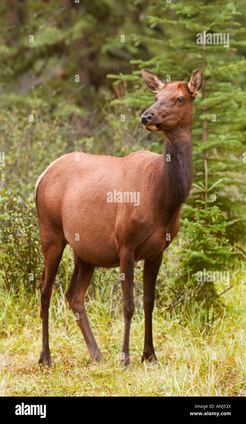 A female Elk Stock Photo - Alamy