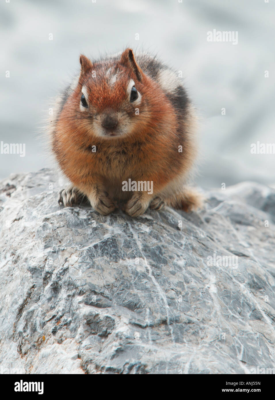 A frontal view of a least chipmunk on a rock looking cute Stock Photo ...