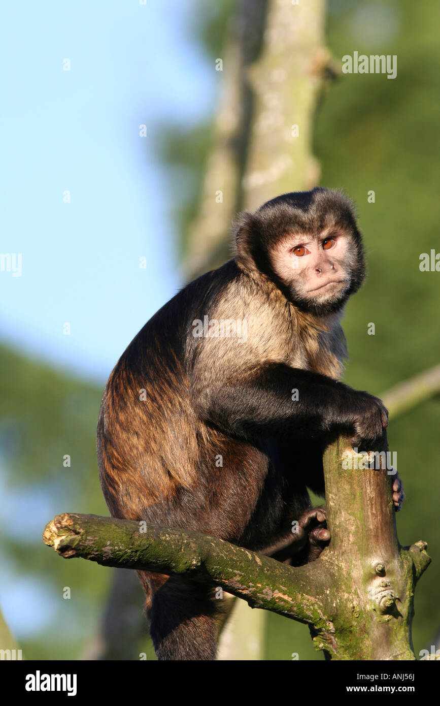 buffy headed capuchin monkey Stock Photo - Alamy