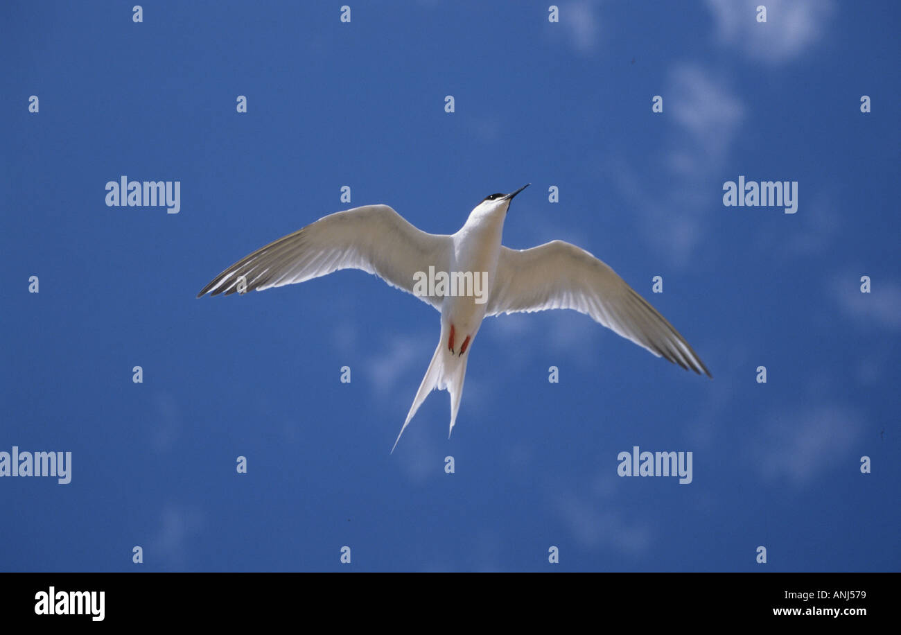 Roseate Terns High Resolution Stock Photography and Images - Alamy