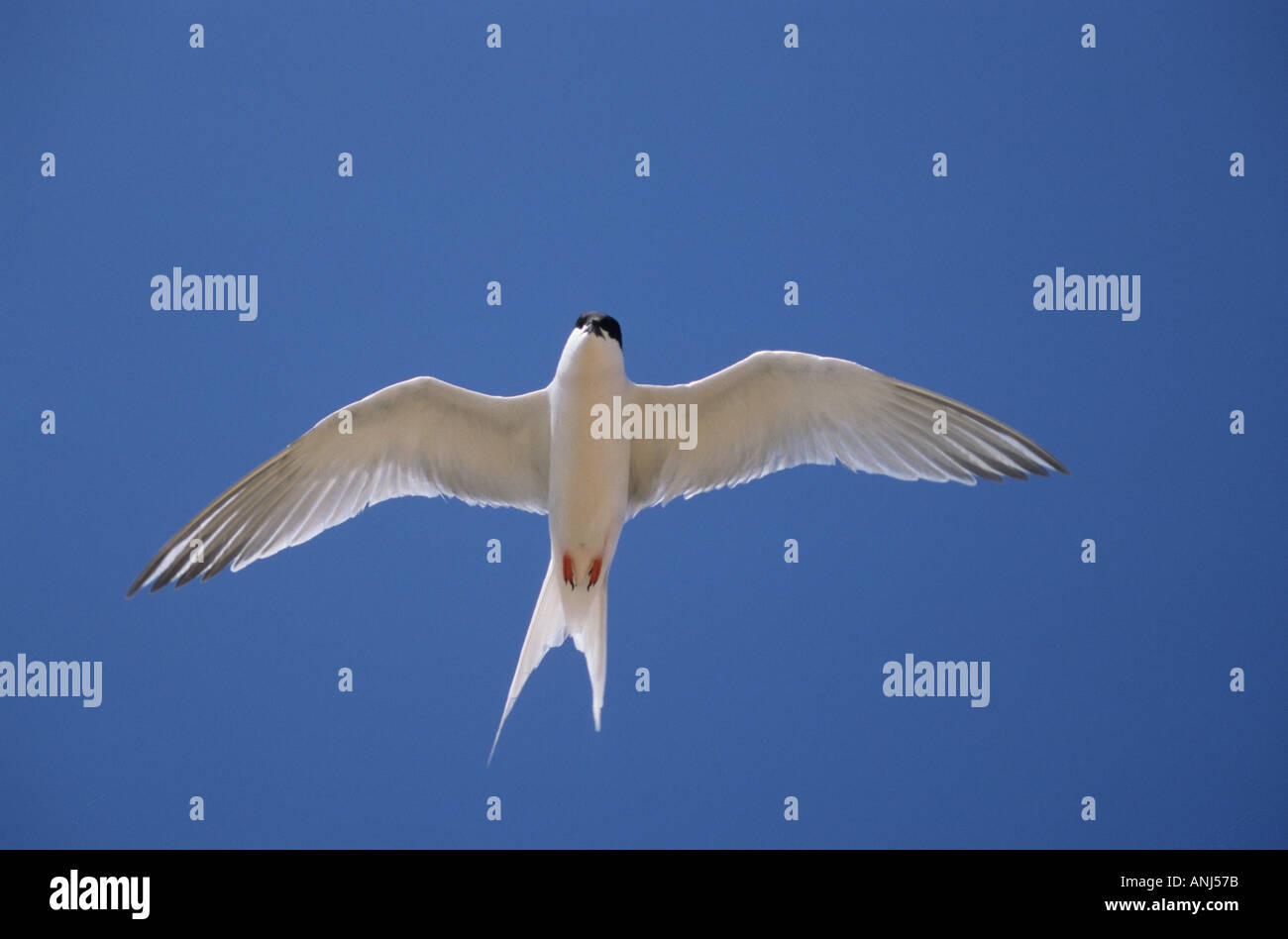 Roseate tern in flight with blue sky June Norfolk UK Stock Photo - Alamy