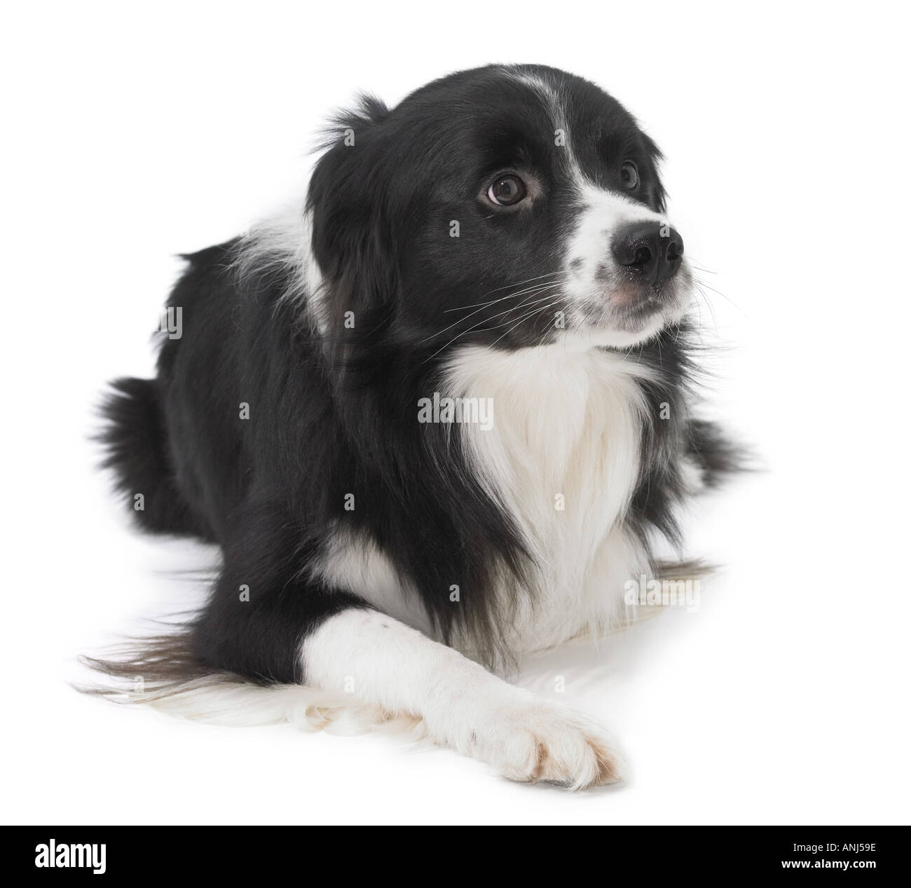 Black dog on background Cut Out Stock Images & Pictures - Alamy
