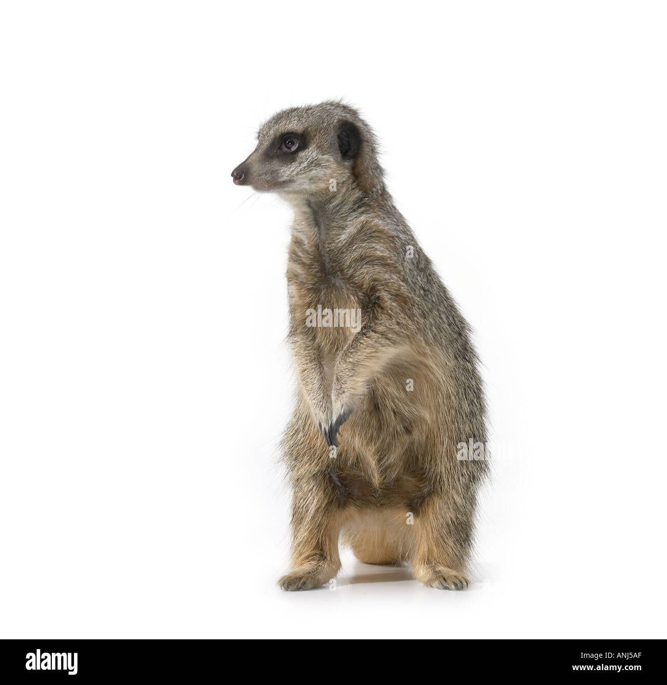 Meerkat animal close up Cut Out Stock Images & Pictures - Alamy