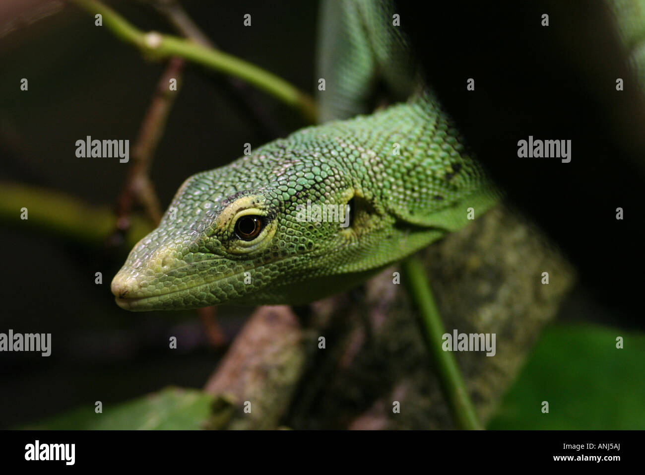 green tree monitor lizard Stock Photo - Alamy