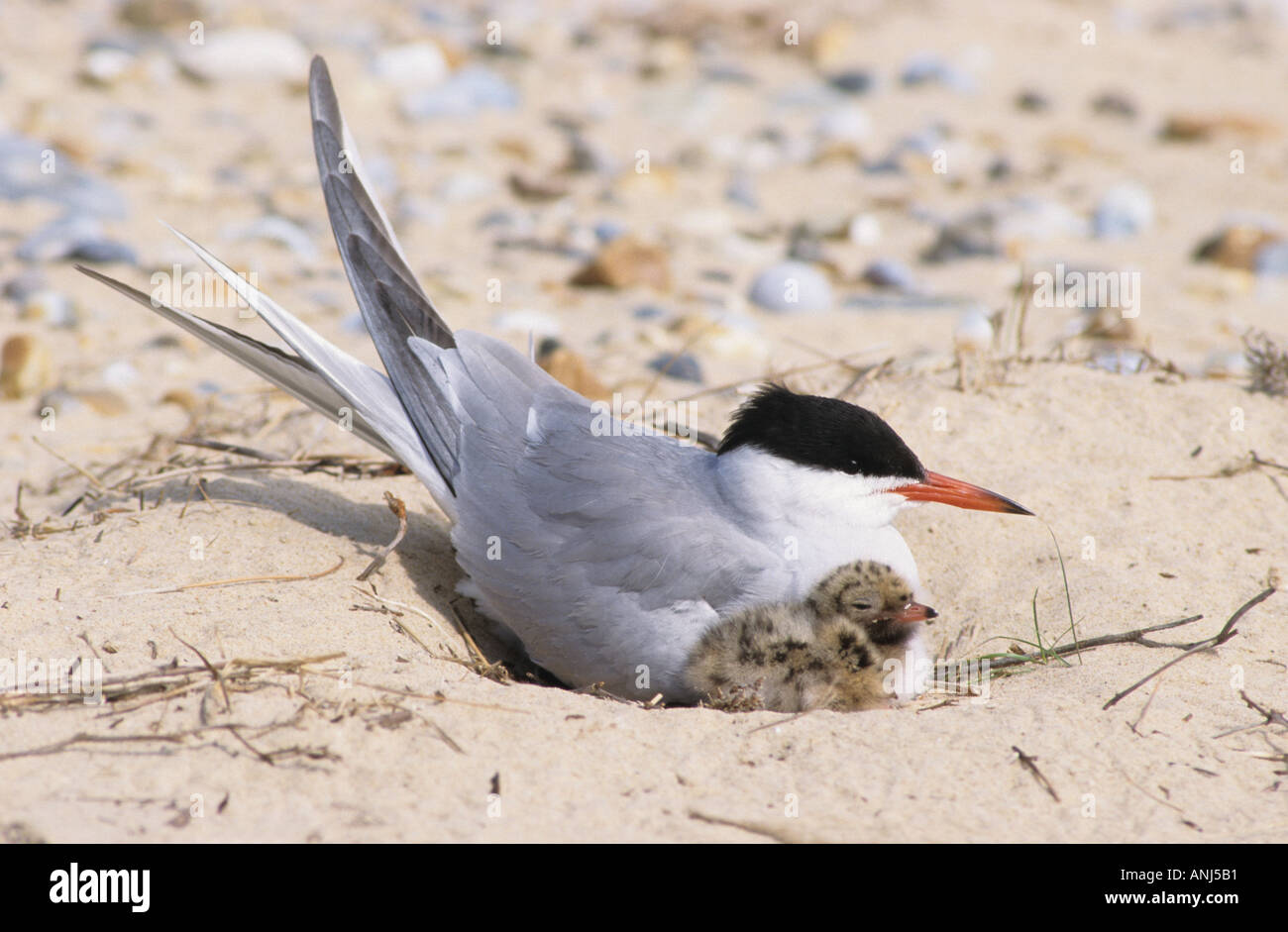 common Tern with chick at nest site Norfolk UK Stock Photo - Alamy