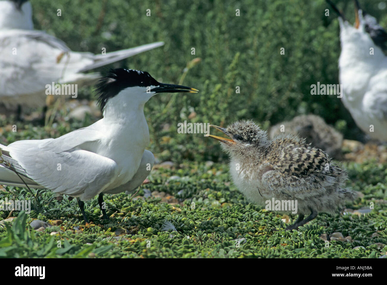 Sandwich tern with chick North Norfolk UK Stock Photo - Alamy