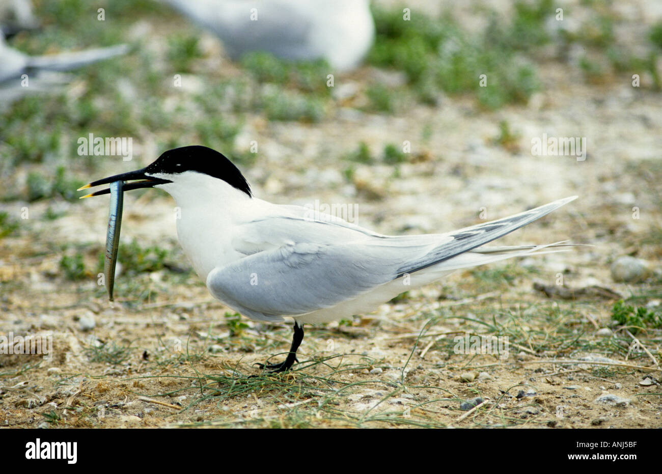 Sterna sandvichensis terns coastal summer nests nesting hi-res stock ...