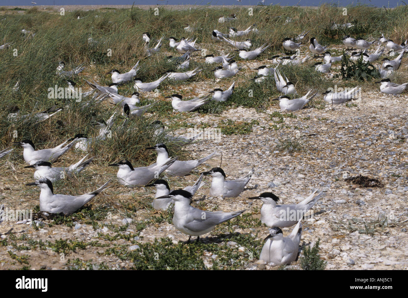 Sterna sandvichensis terns coastal summer nests nesting hi-res stock ...
