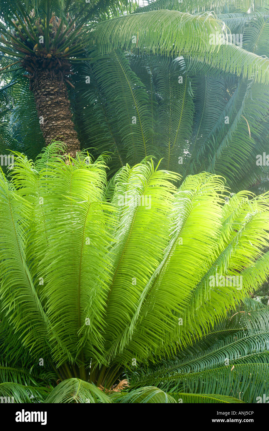 Leaf flush hi-res stock photography and images - Alamy