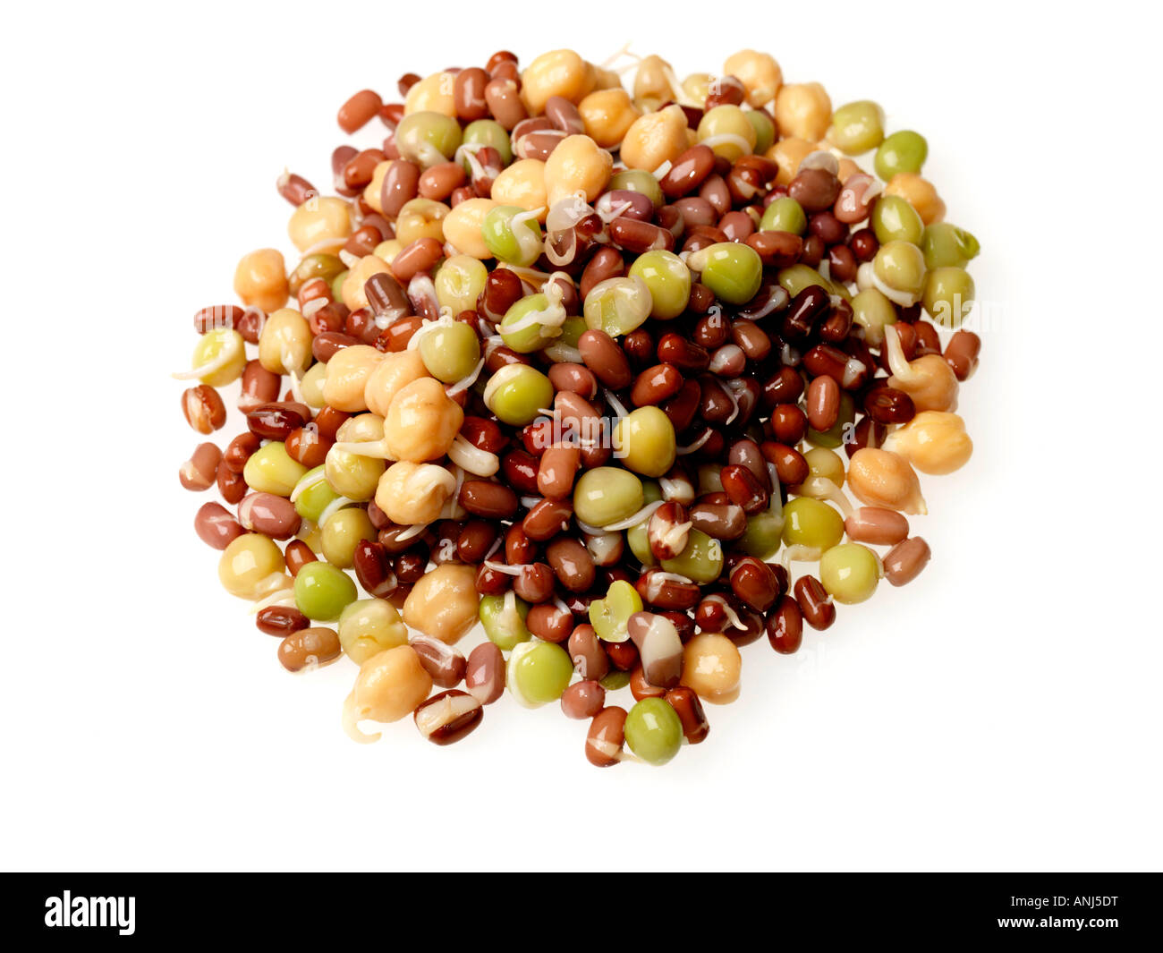 Beans sprouting hi-res stock photography and images - Alamy