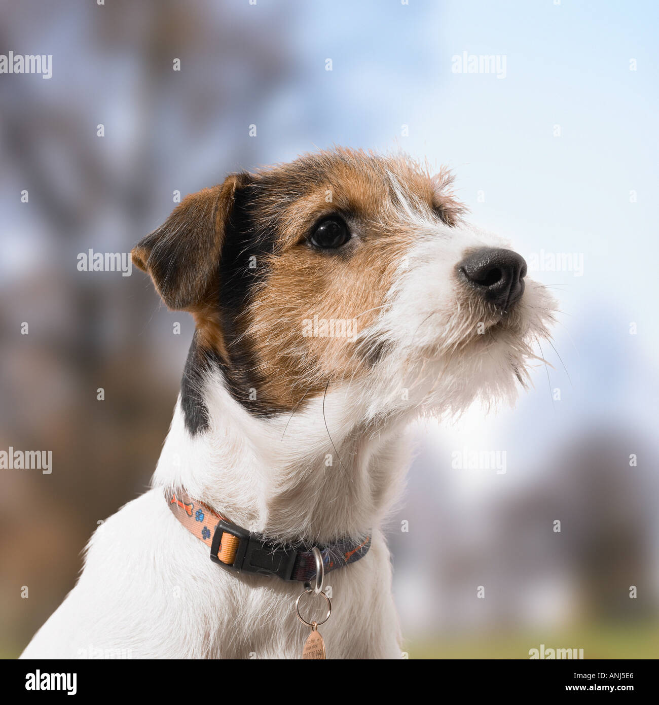 Jack Russell dog Stock Photo - Alamy