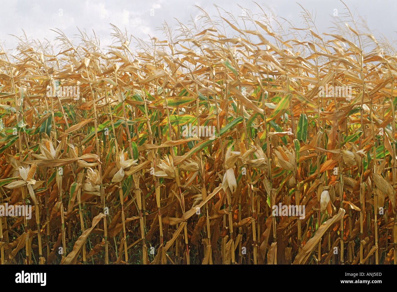 Corn stalks blowing in the wind Stock Photo - Alamy