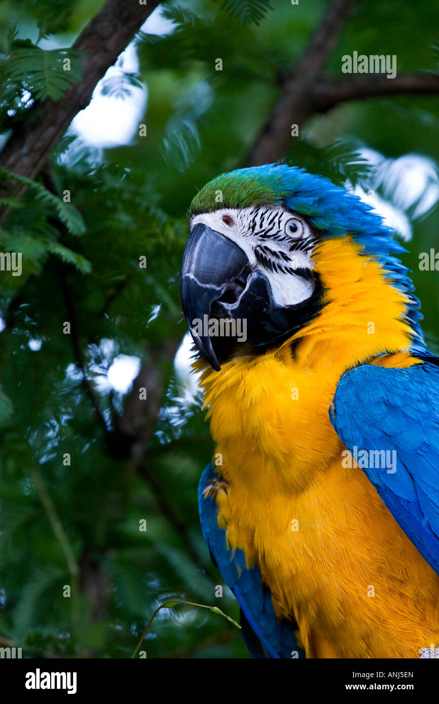 Mcaw hi-res stock photography and images - Alamy
