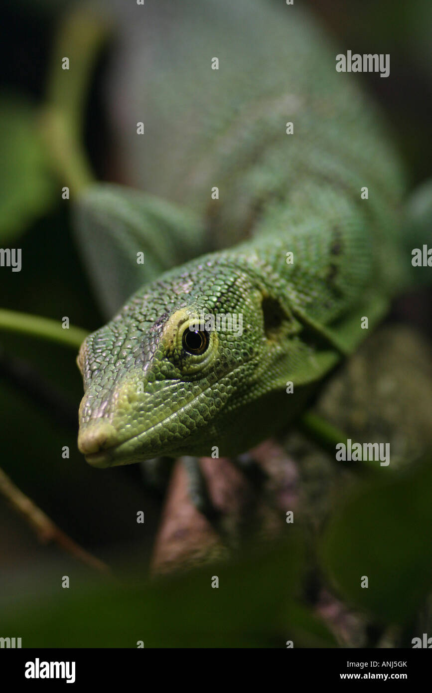 green tree monitor lizard Stock Photo - Alamy