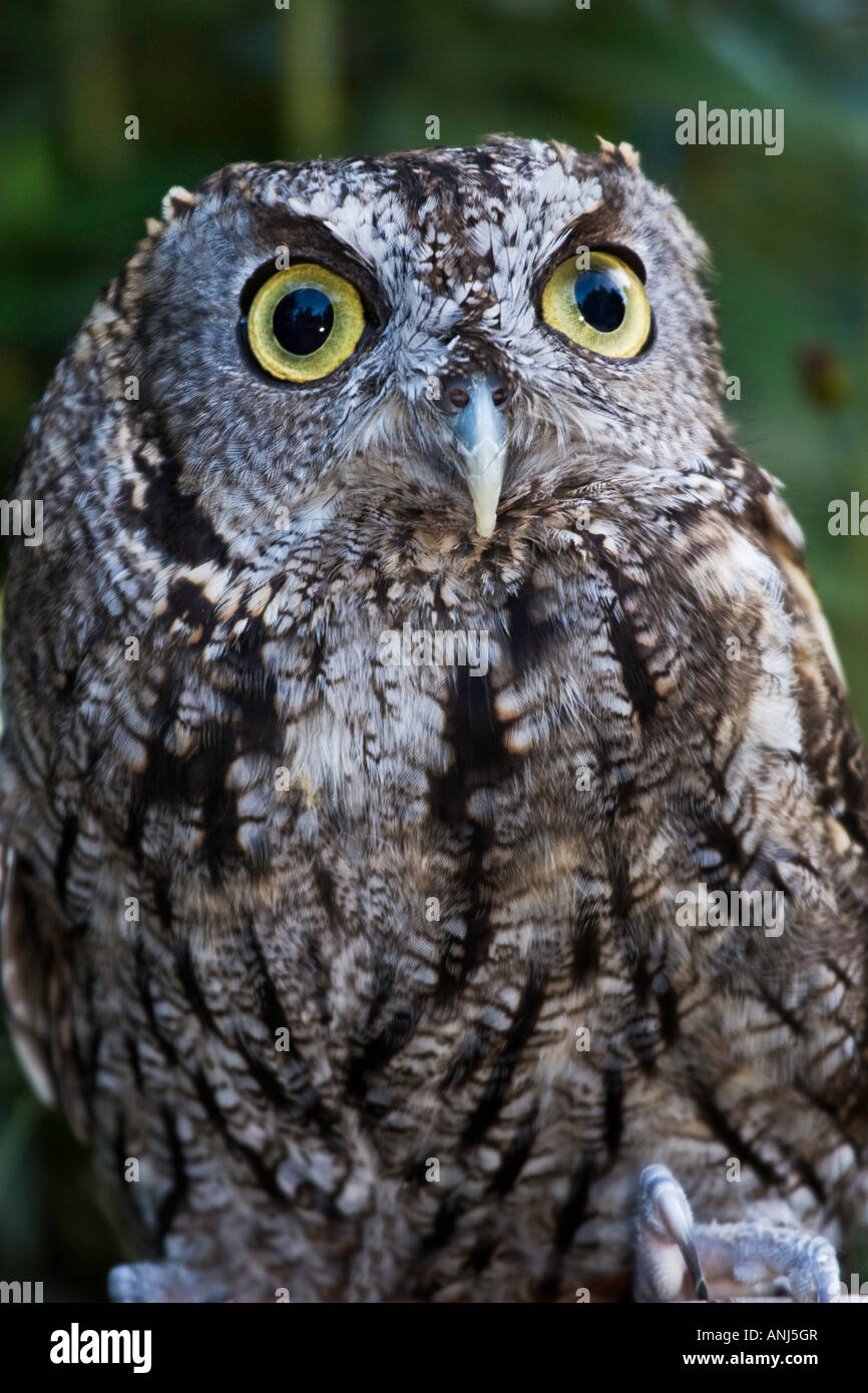 Barrel owl hi-res stock photography and images - Alamy