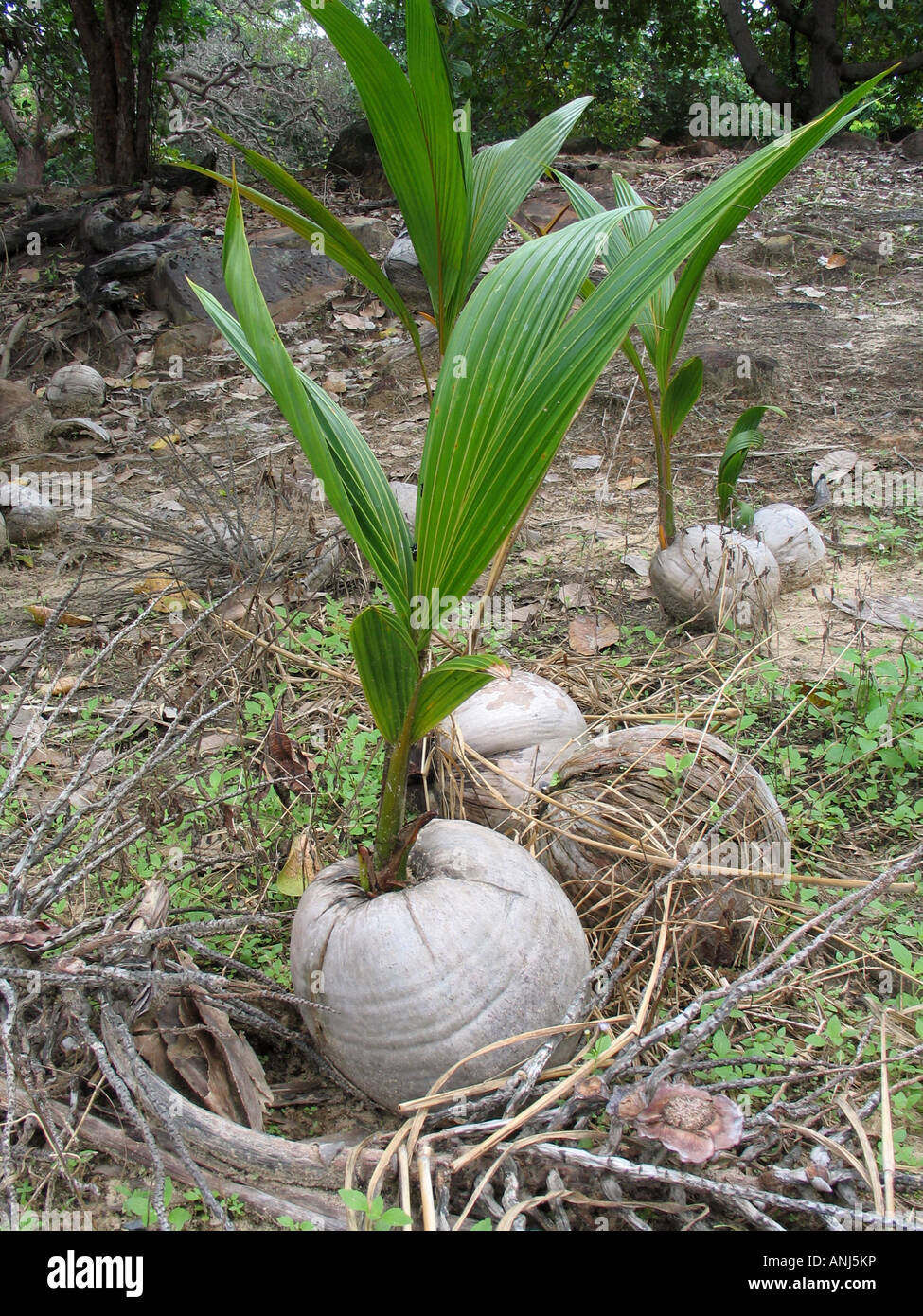 Young Coconut plant tree growing in Thailand Stock Photo - Alamy