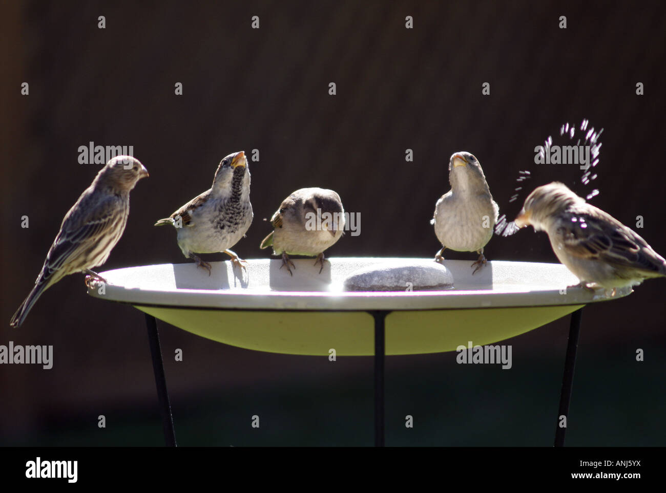 Birds Drinking from Bird Bath - Horizontal Stock Photo - Alamy
