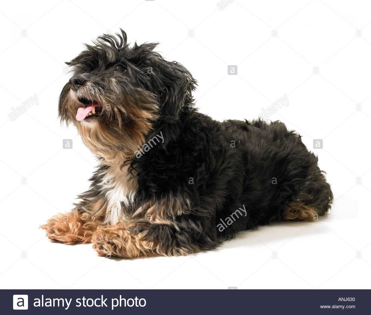 Scruffy Dog Stock Photos & Scruffy Dog Stock Images - Alamy